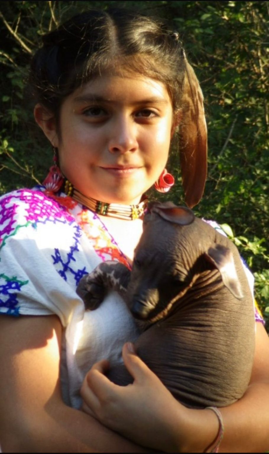 Xolo - Mexican Xolo